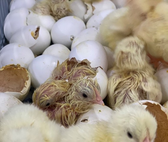 Our Virtual Farm & Hatchery