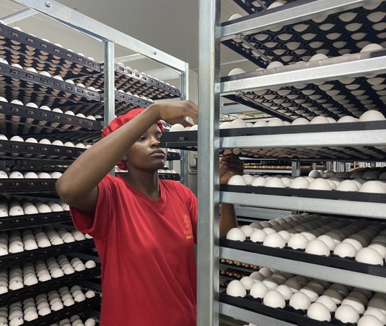 Our Virtual Farm & Hatchery